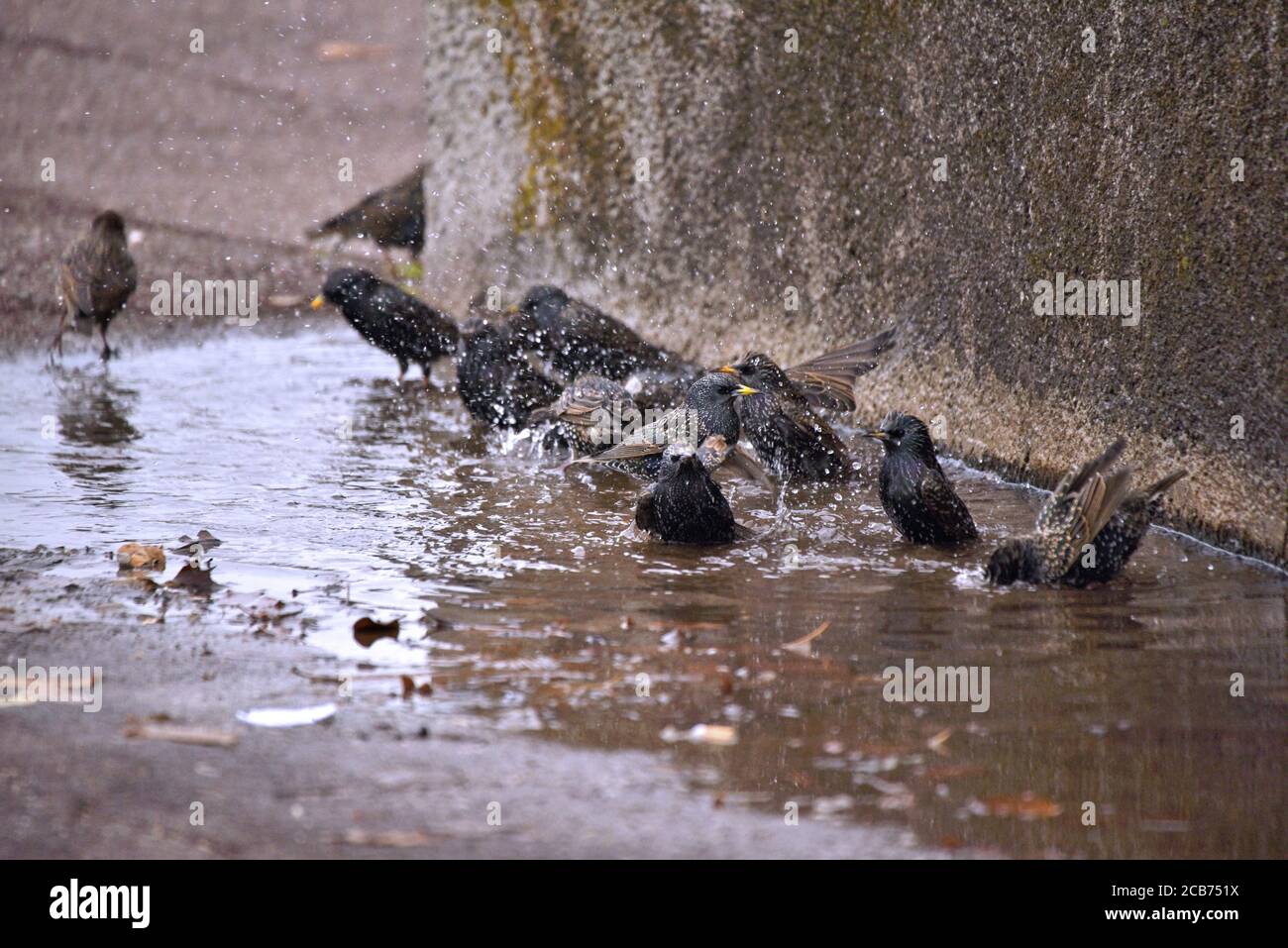 Birds having fun splashing around in a puddle Stock Photo - Alamy