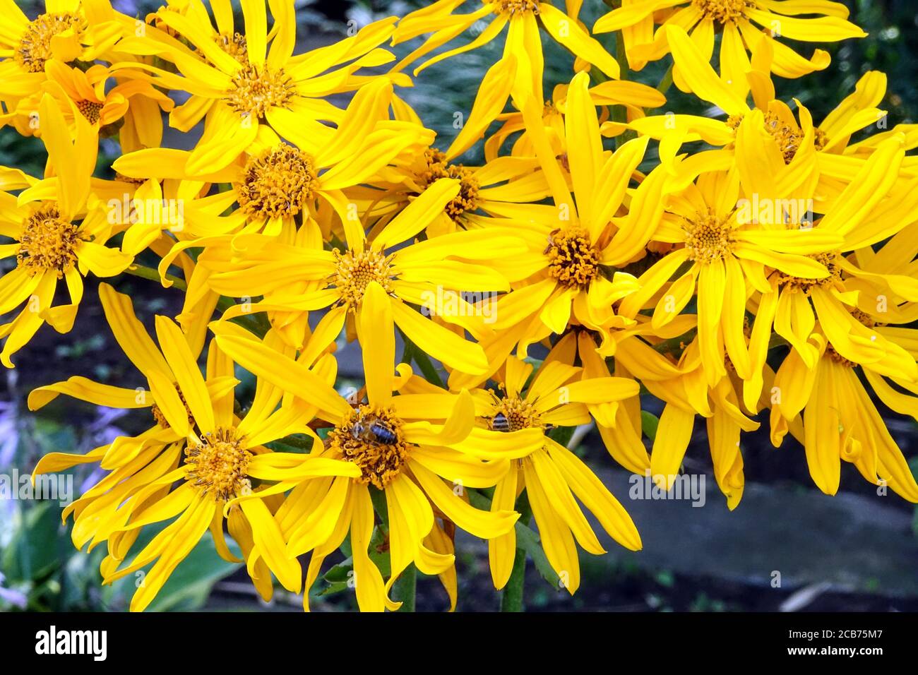 Yellow flowers ligularia hi-res stock photography and images - Alamy