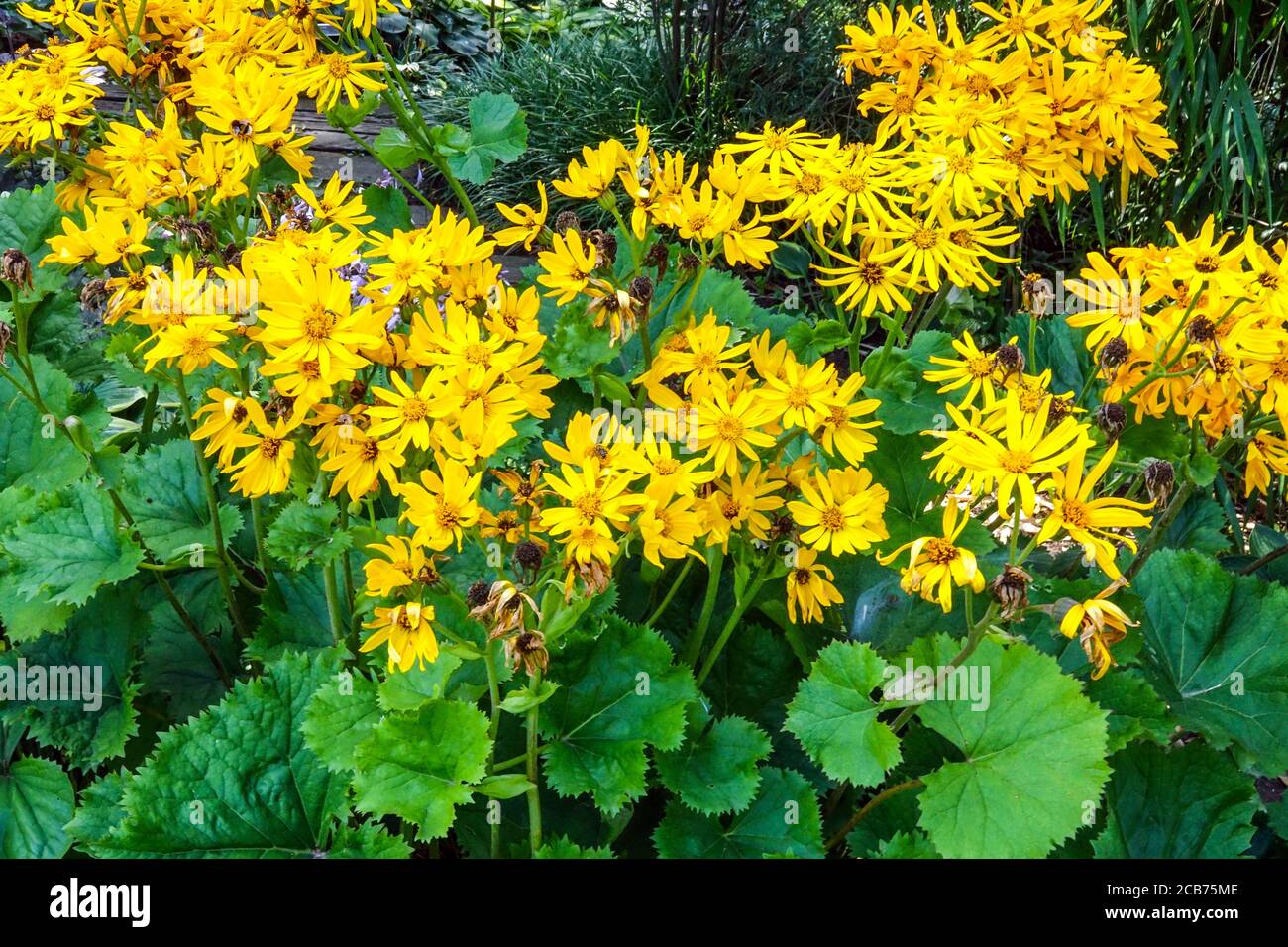 Leopard plant hi-res stock photography and images - Alamy
