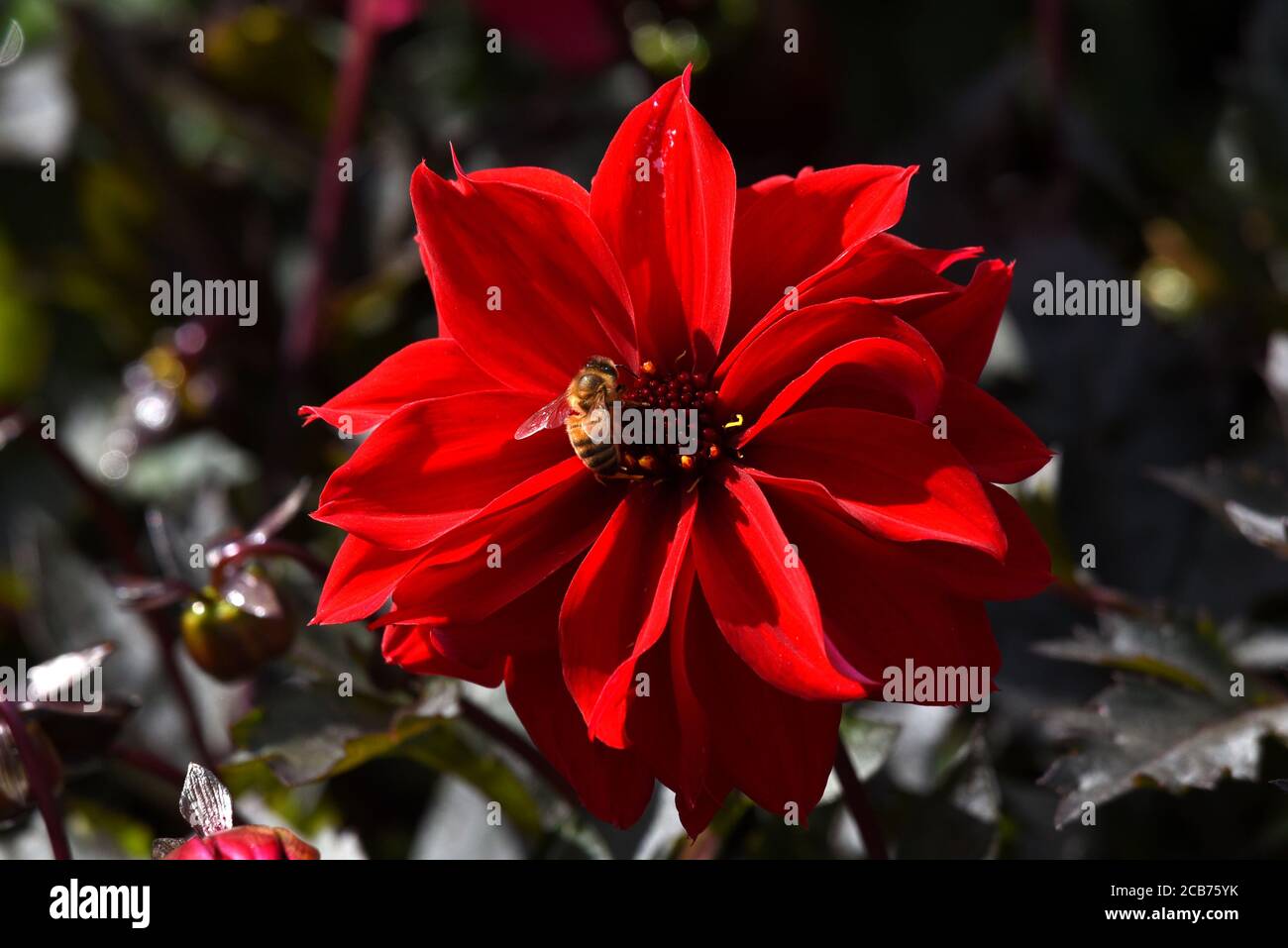 Dahlia deep red flower hi-res stock photography and images - Alamy