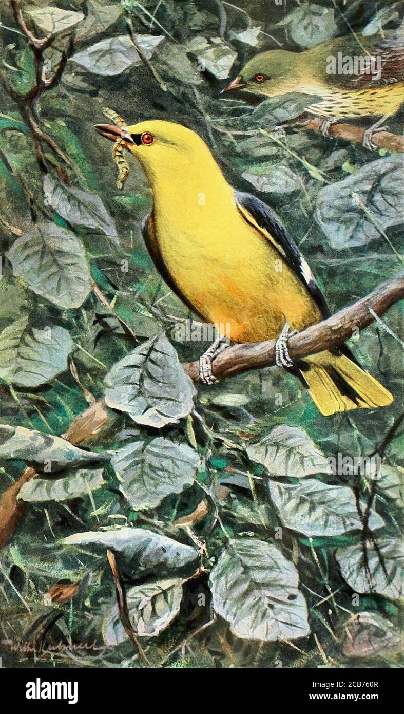 Kuhnert Wilhelm - Golden Oriole - German School - 19th Century Stock ...