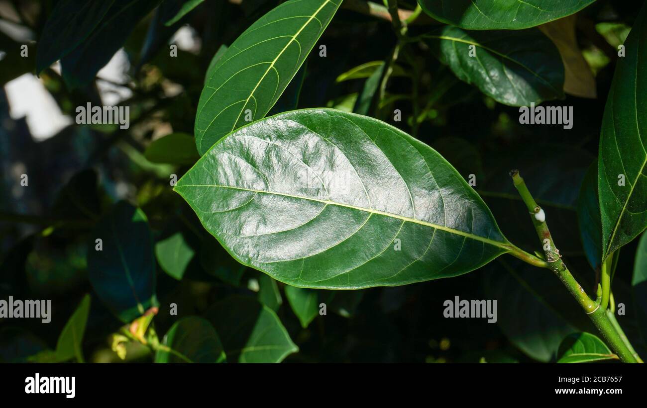 Jackfruit pattern hi-res stock photography and images - Alamy