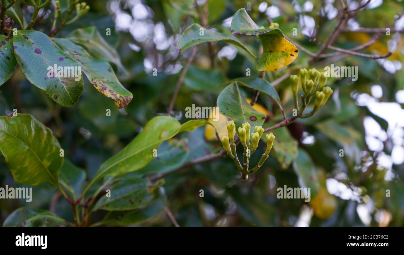 Clove Tree High Resolution Stock Photography and Images - Alamy
