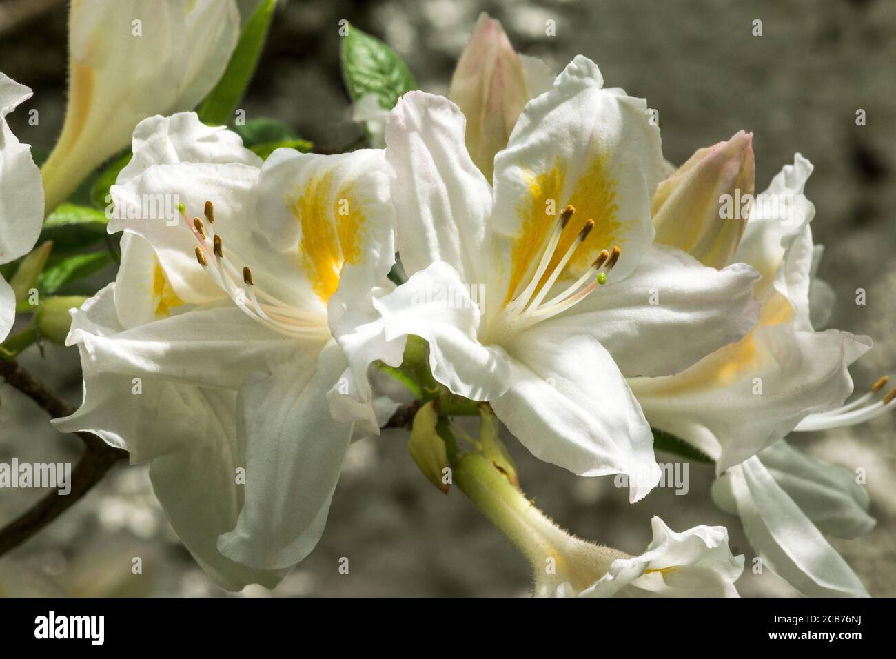 Azalea x exbury hi-res stock photography and images - Alamy