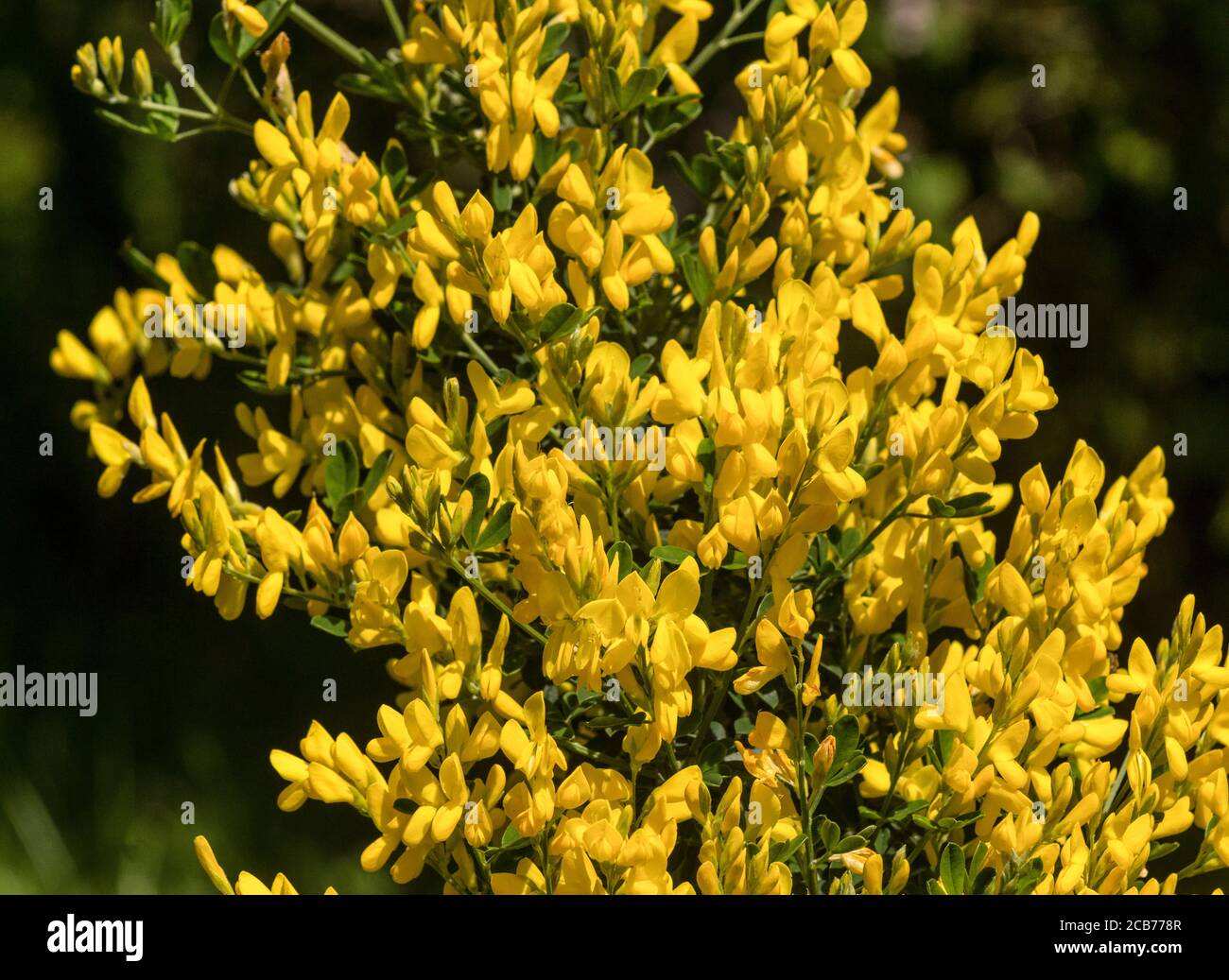 Broom 'Genista Porlock' A deciduous free flowering shrub originating in ...