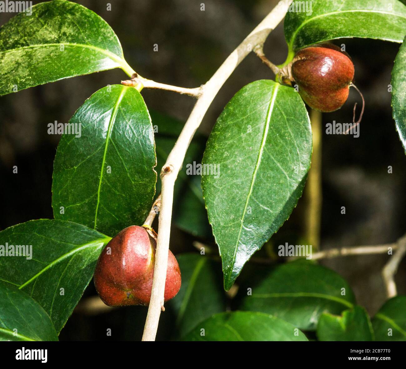 Camellia seed hi-res stock photography and images - Alamy