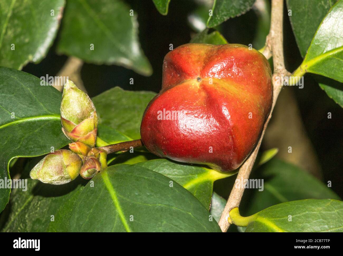 Camellia seed hi-res stock photography and images - Alamy