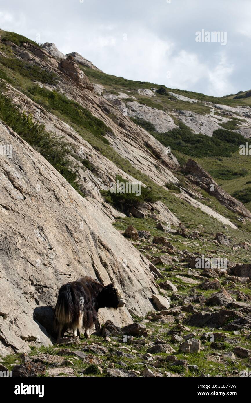Scenes from Son Kol Lake in Kyrgyzstan's Naryn Oblast Stock Photo - Alamy