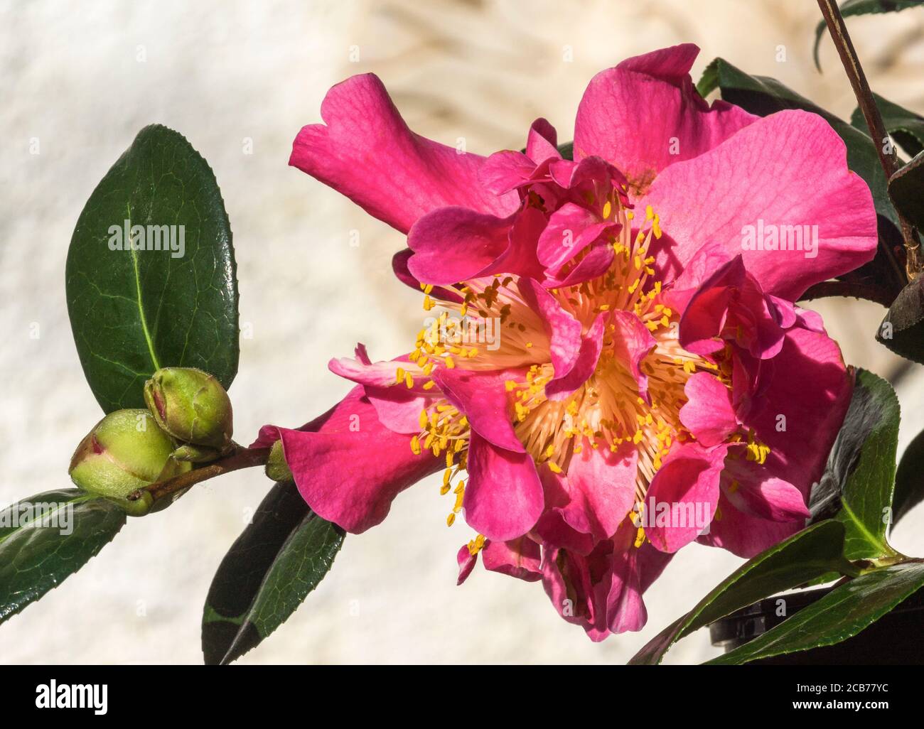 Camellia reticulata hi-res stock photography and images - Alamy