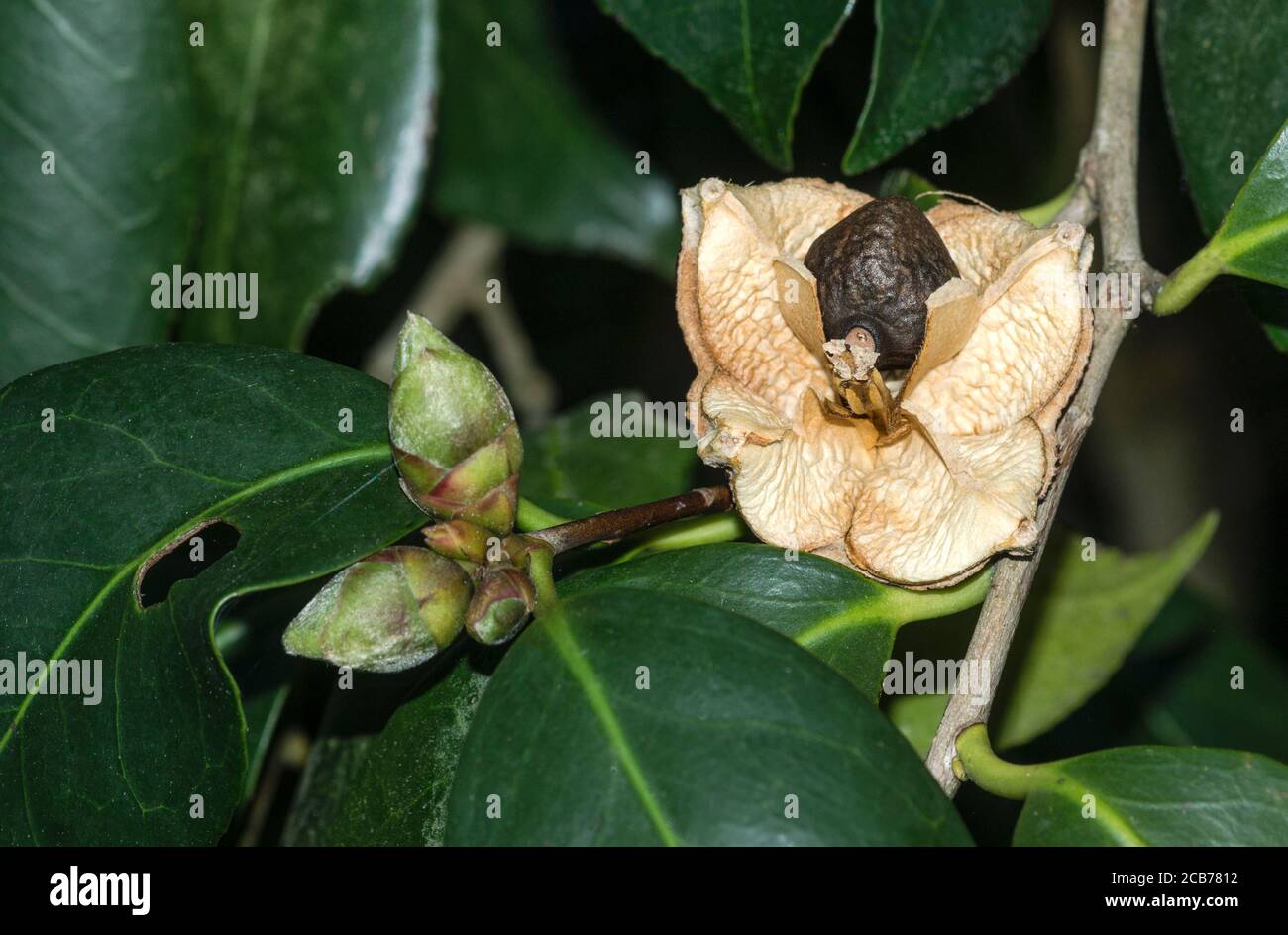 Camellia japonica cv. Mathotiana Supreme Rouge.Mature seed pod.An ...