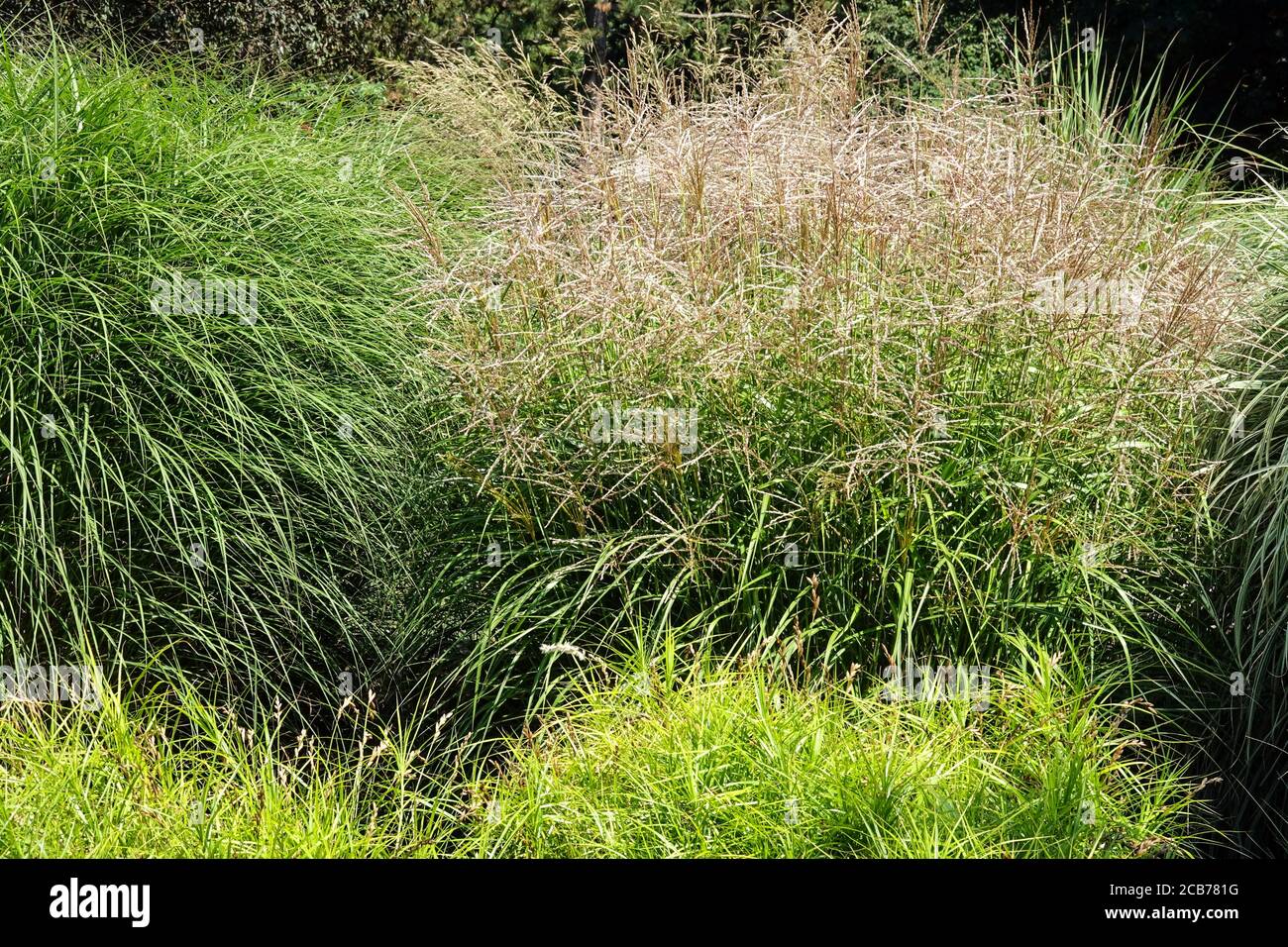 Dwarf palm sedge hi-res stock photography and images - Alamy