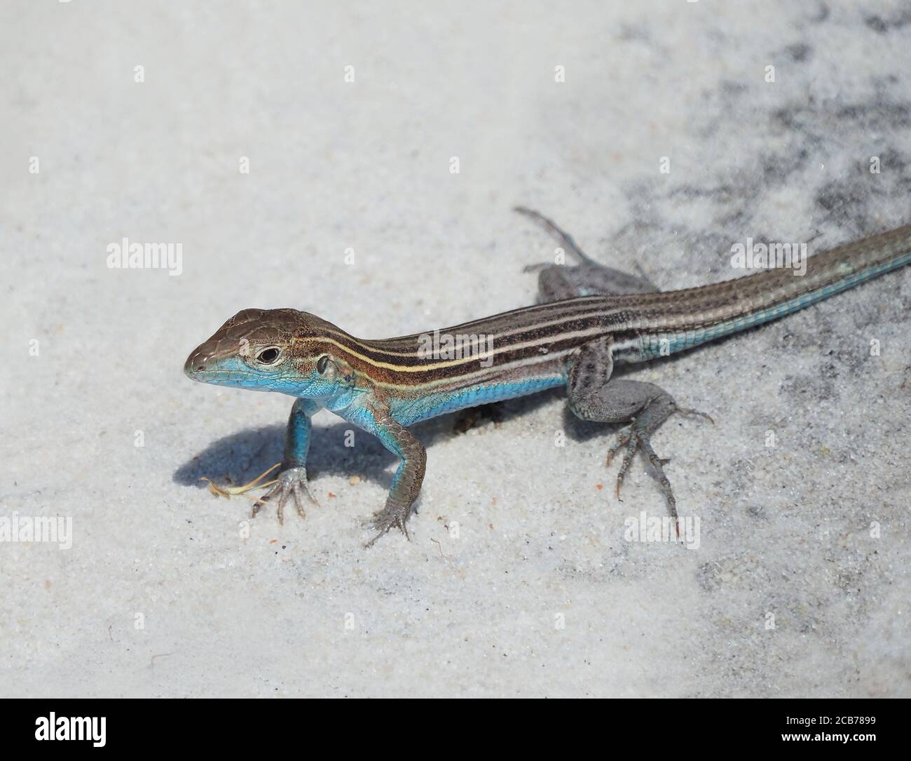 Blue whiptail lizard hi-res stock photography and images - Alamy