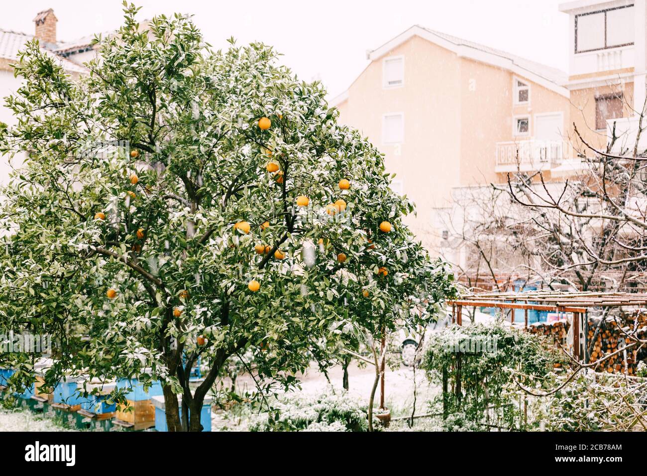Orange fruit tree snow hi-res stock photography and images - Alamy