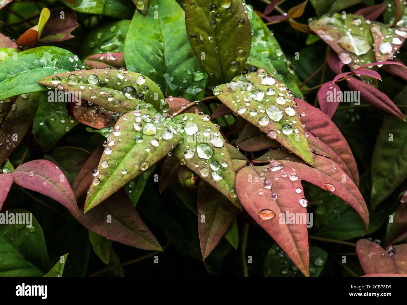 Chinese Sacred Bamboo 'Nandina domestica'.An evergreen shrub with ...