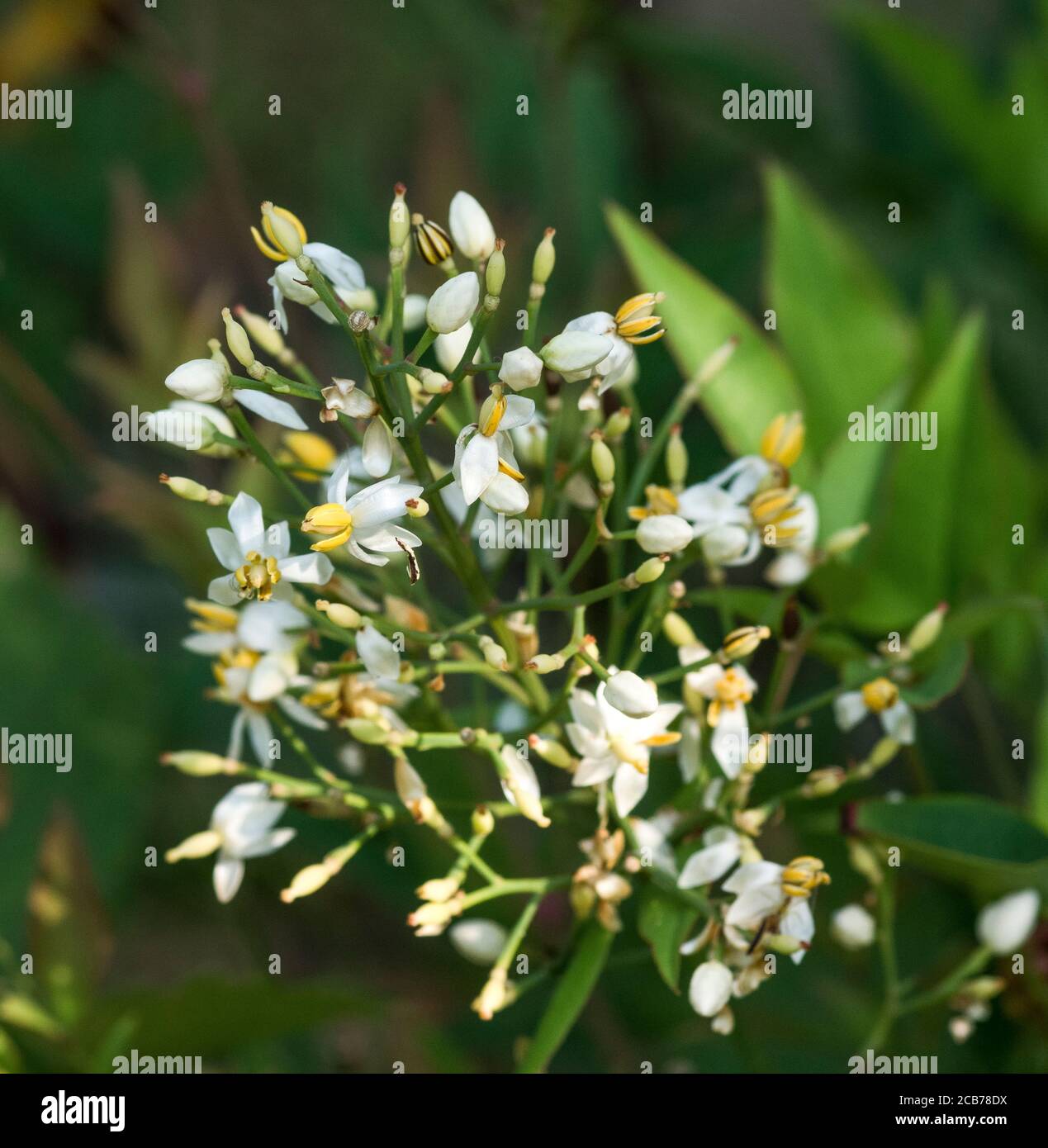 Chinese Sacred Bamboo 'Nandina domestica'.An evergreen shrub with ...
