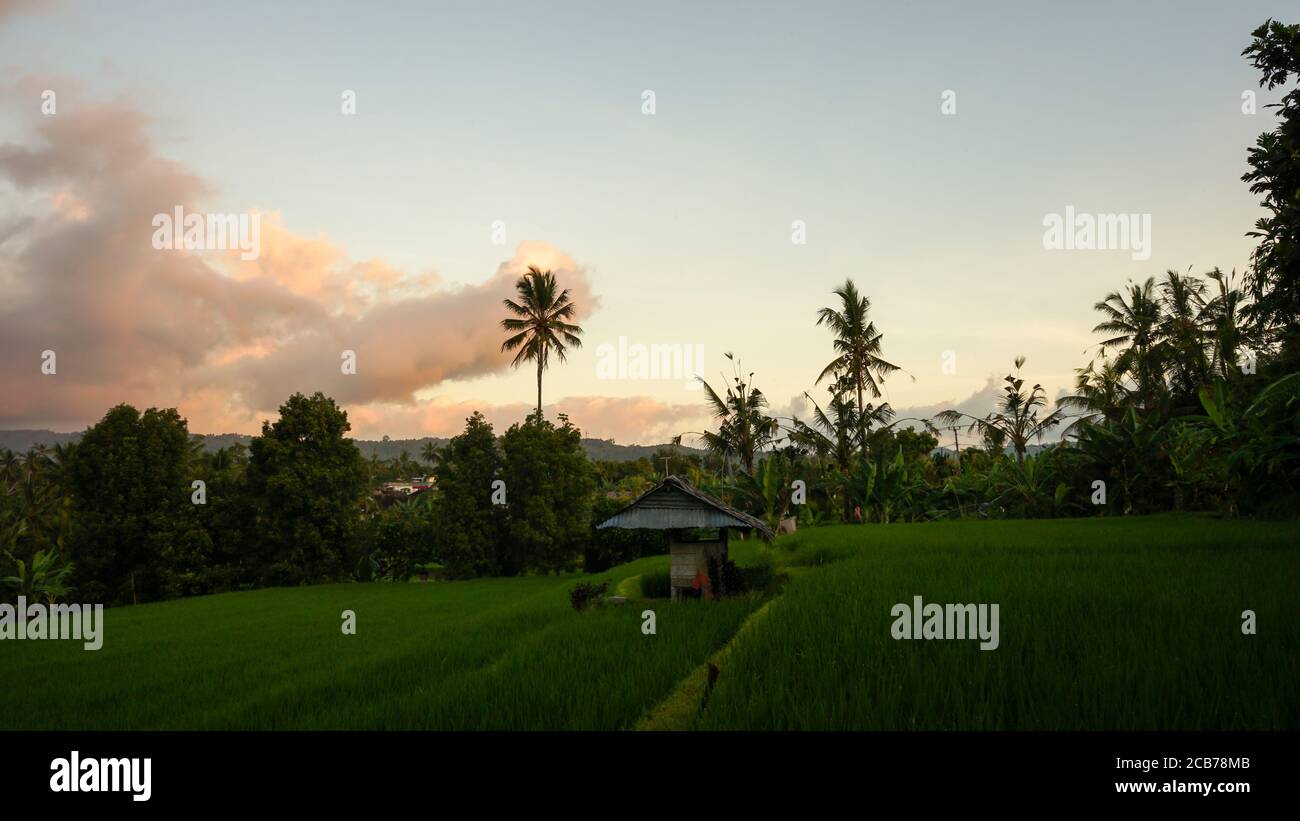 Natural scenery of rice fields in beautiful tropical countryside Stock ...