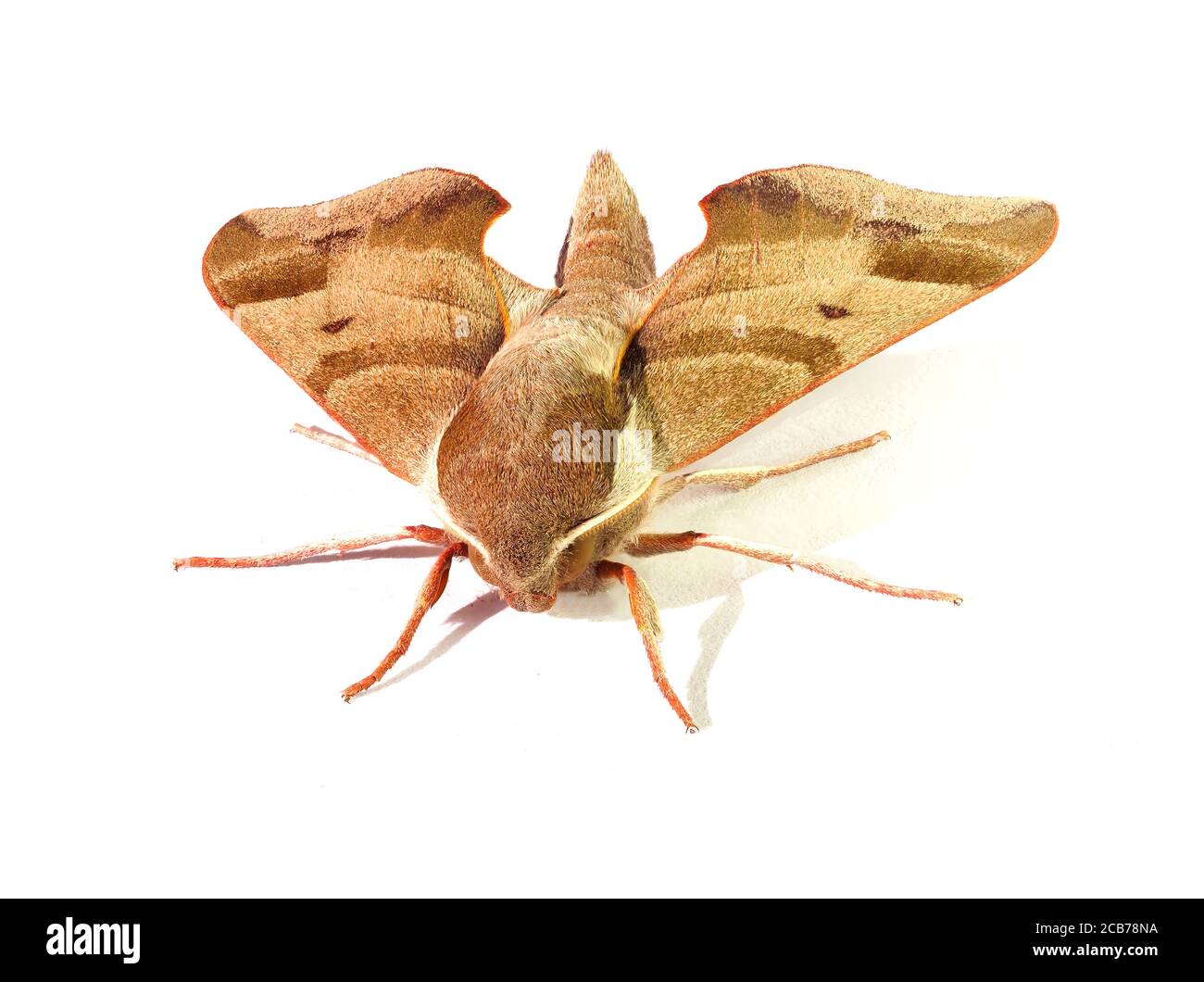 Head on View of a Close-up Focus Stacked Image of a Virginia-Creeper ...