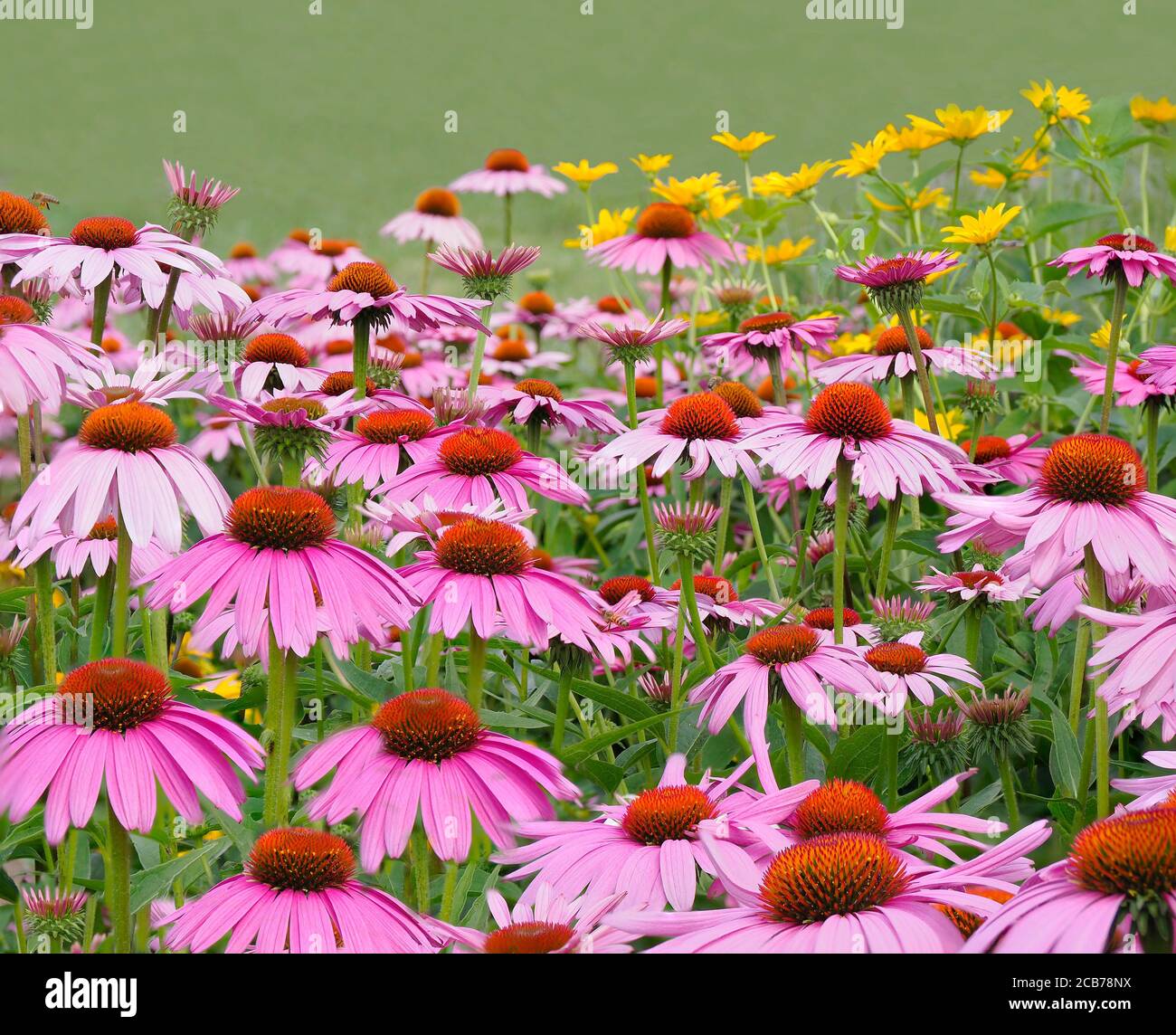 Pink corn flowers hi-res stock photography and images - Alamy