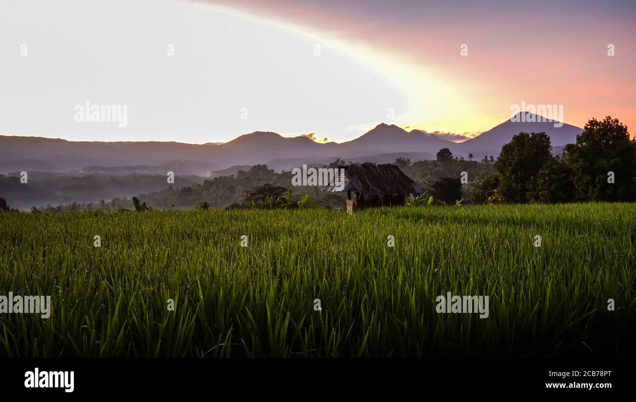 Natural scenery of rice fields in beautiful tropical countryside Stock ...