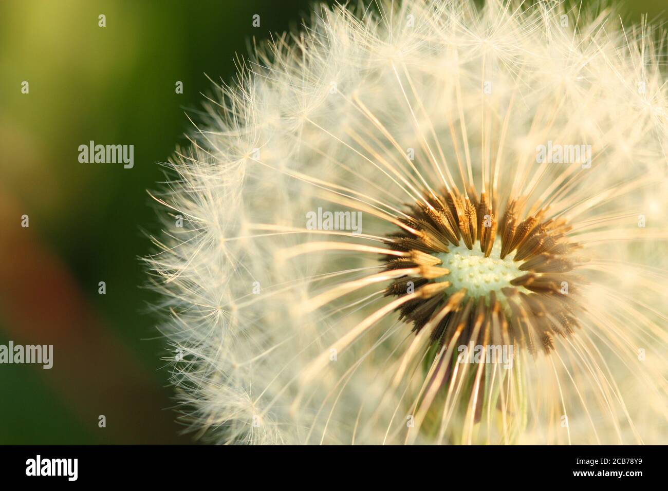 Dry dandelion flower seeds background. Spring time Stock Photo - Alamy