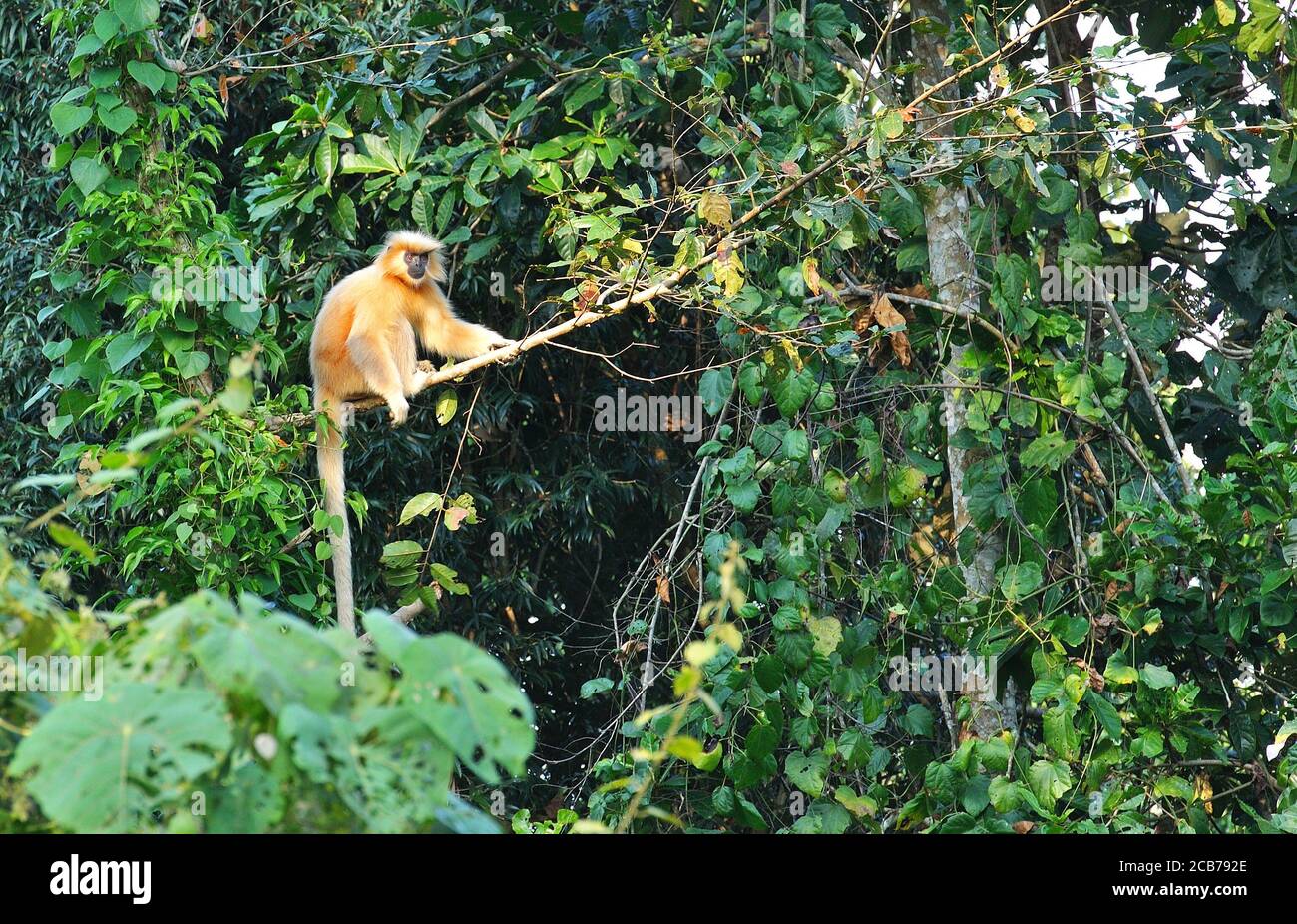 Golden Langur (Trachypithecus geei) at Ultapani Wildlife Sanctuary ...