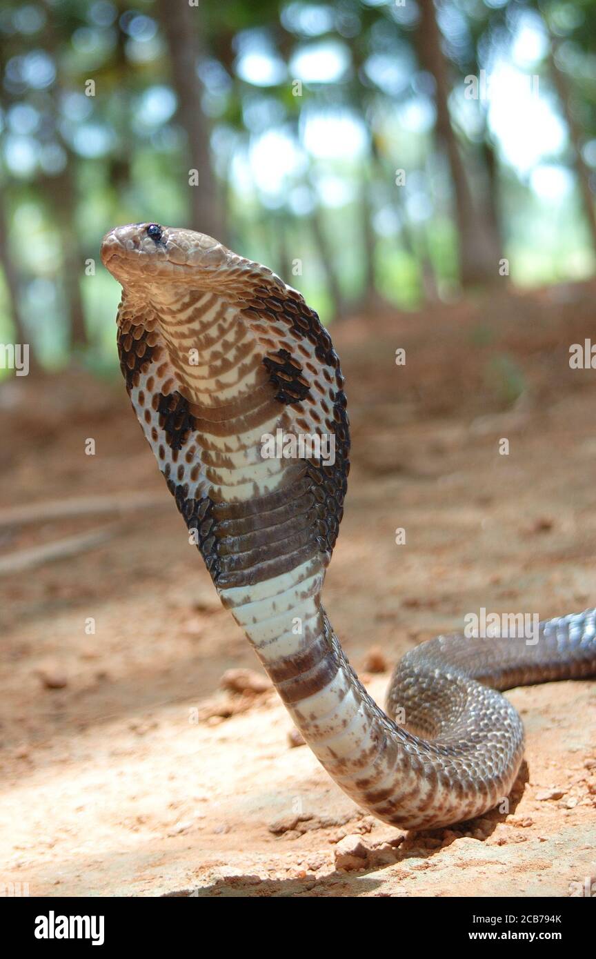 Spectacle snake hi-res stock photography and images - Alamy