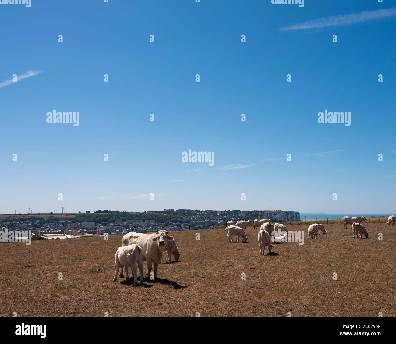 Norman cow hi-res stock photography and images - Alamy