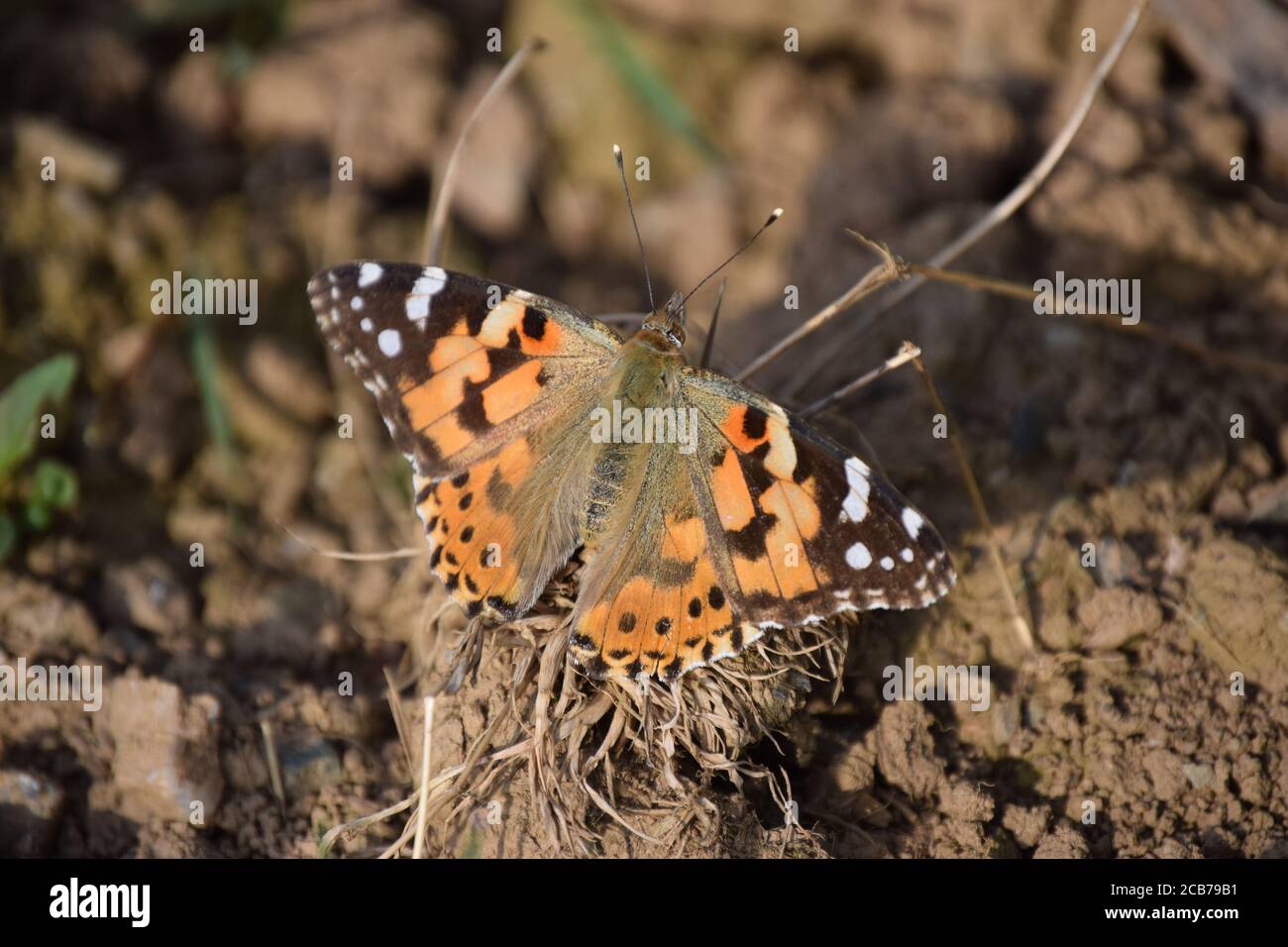 Painted Lady and Earth Stock Photo - Alamy