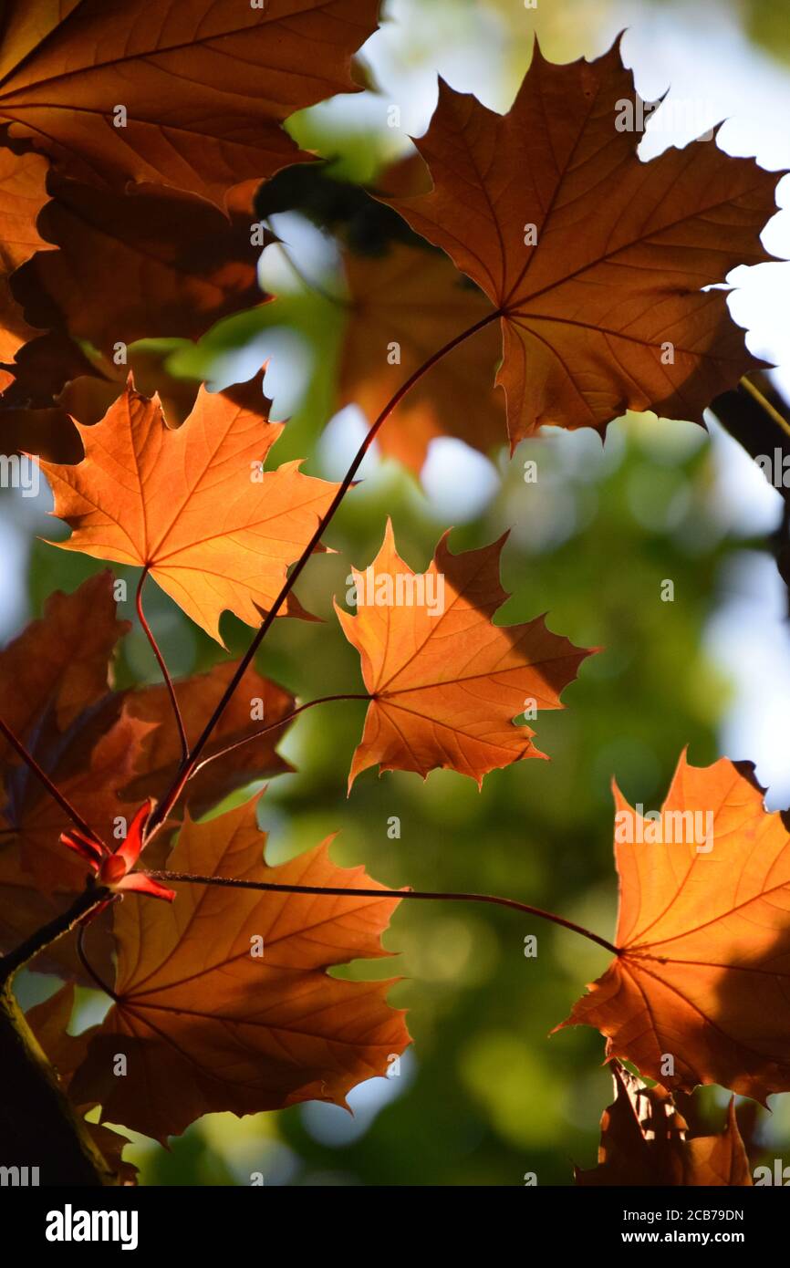 Sun brown leaves hi-res stock photography and images - Alamy