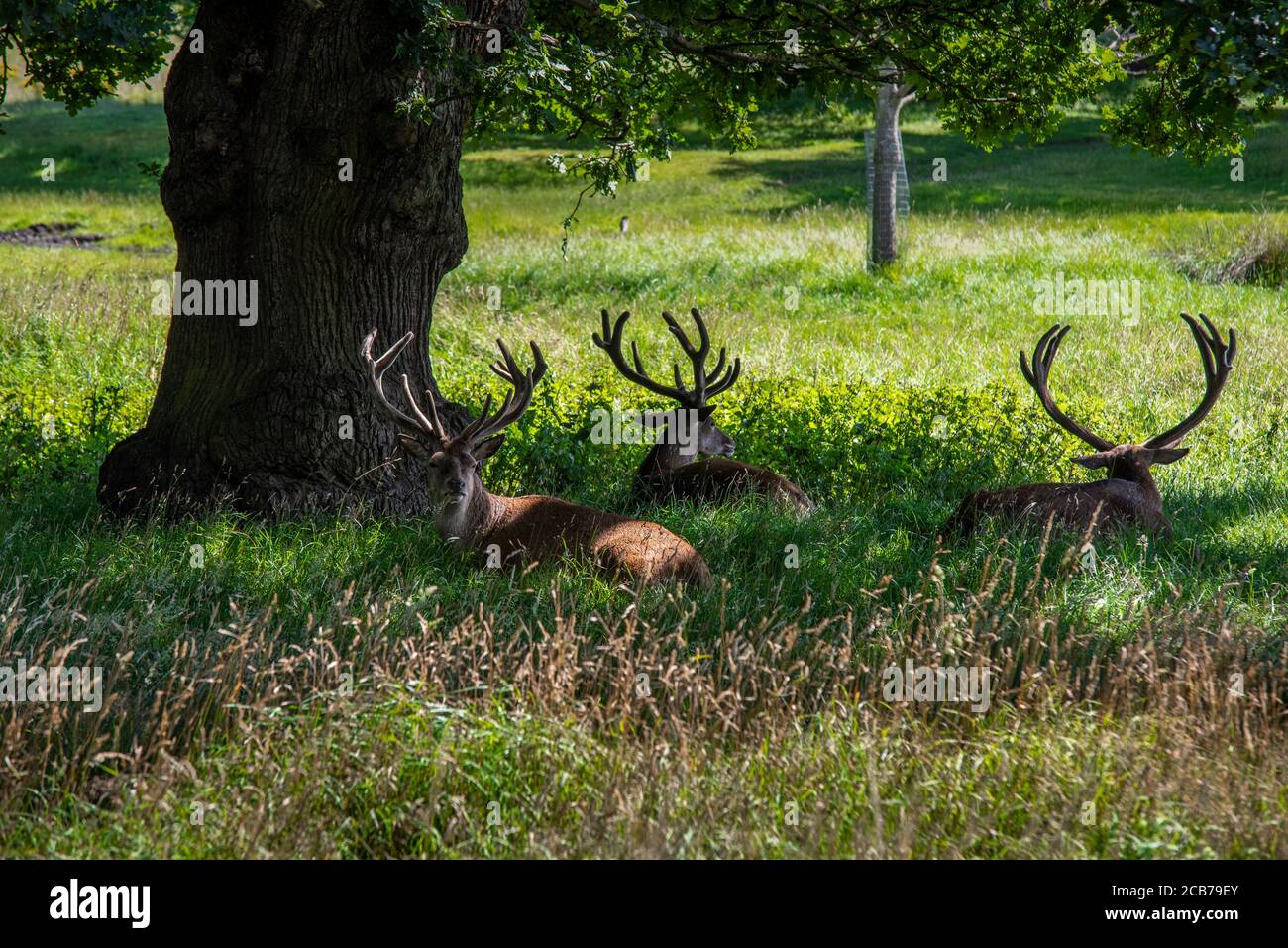 Deer laying down hi-res stock photography and images - Alamy