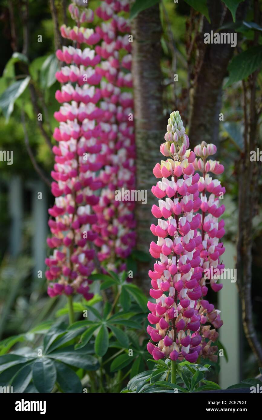 Light gentle pink flowers hi-res stock photography and images - Alamy