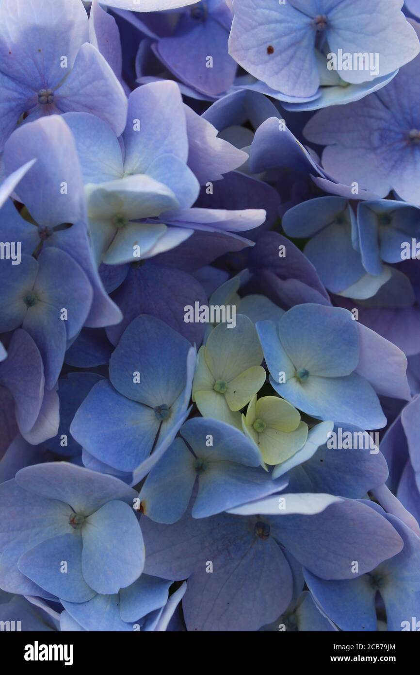 Soft blue hi-res stock photography and images - Alamy