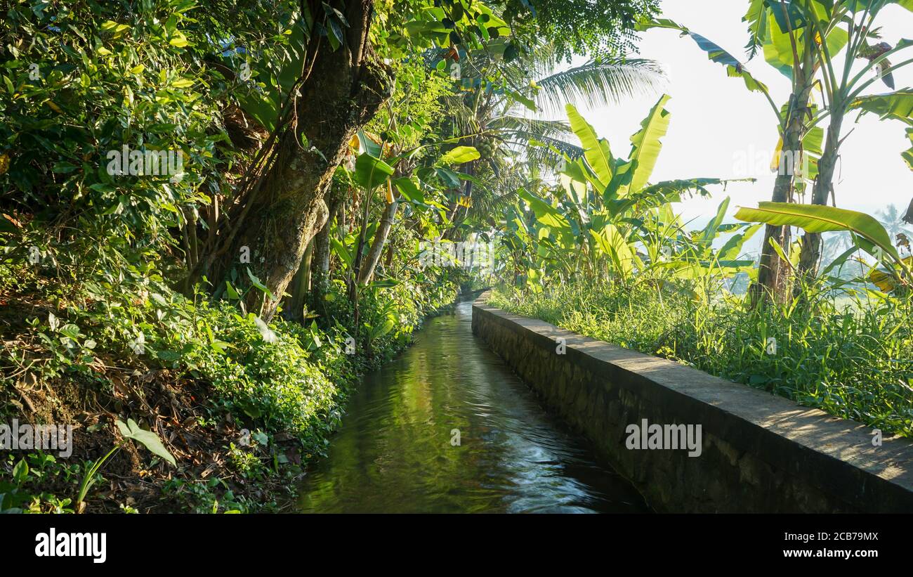 Irrigation channel for rice fields Stock Photo - Alamy