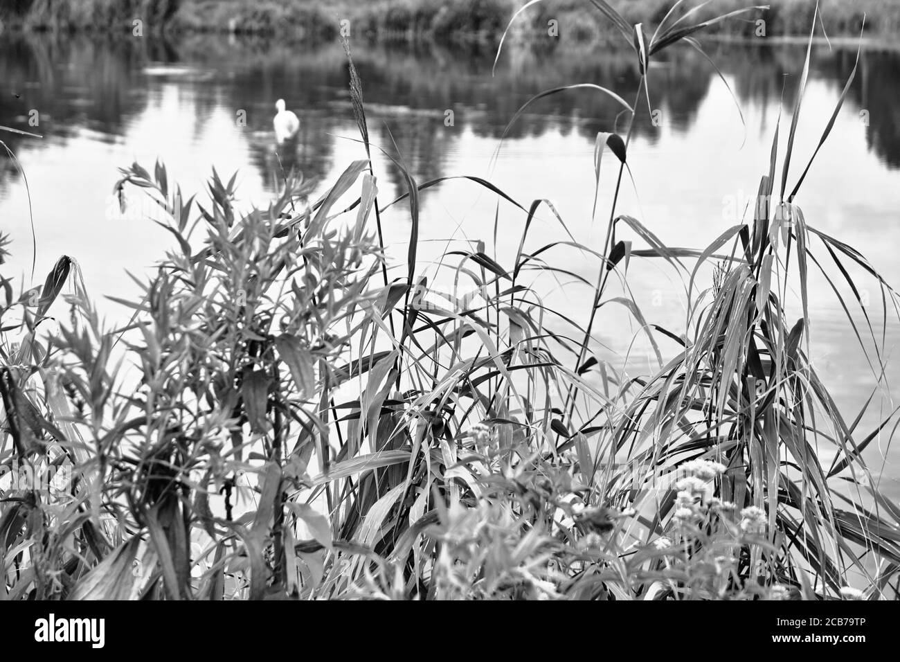 Lysy hi-res stock photography and images - Alamy