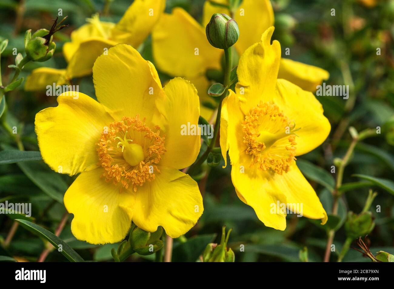 St johns wort family hi-res stock photography and images - Alamy
