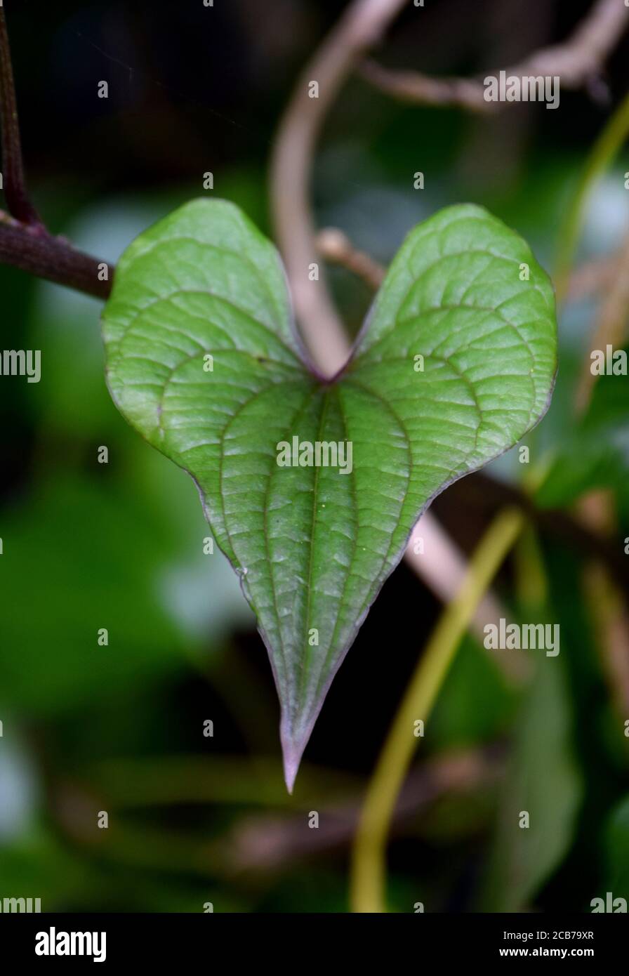 Heart Shaped Leaf Stock Photo - Alamy