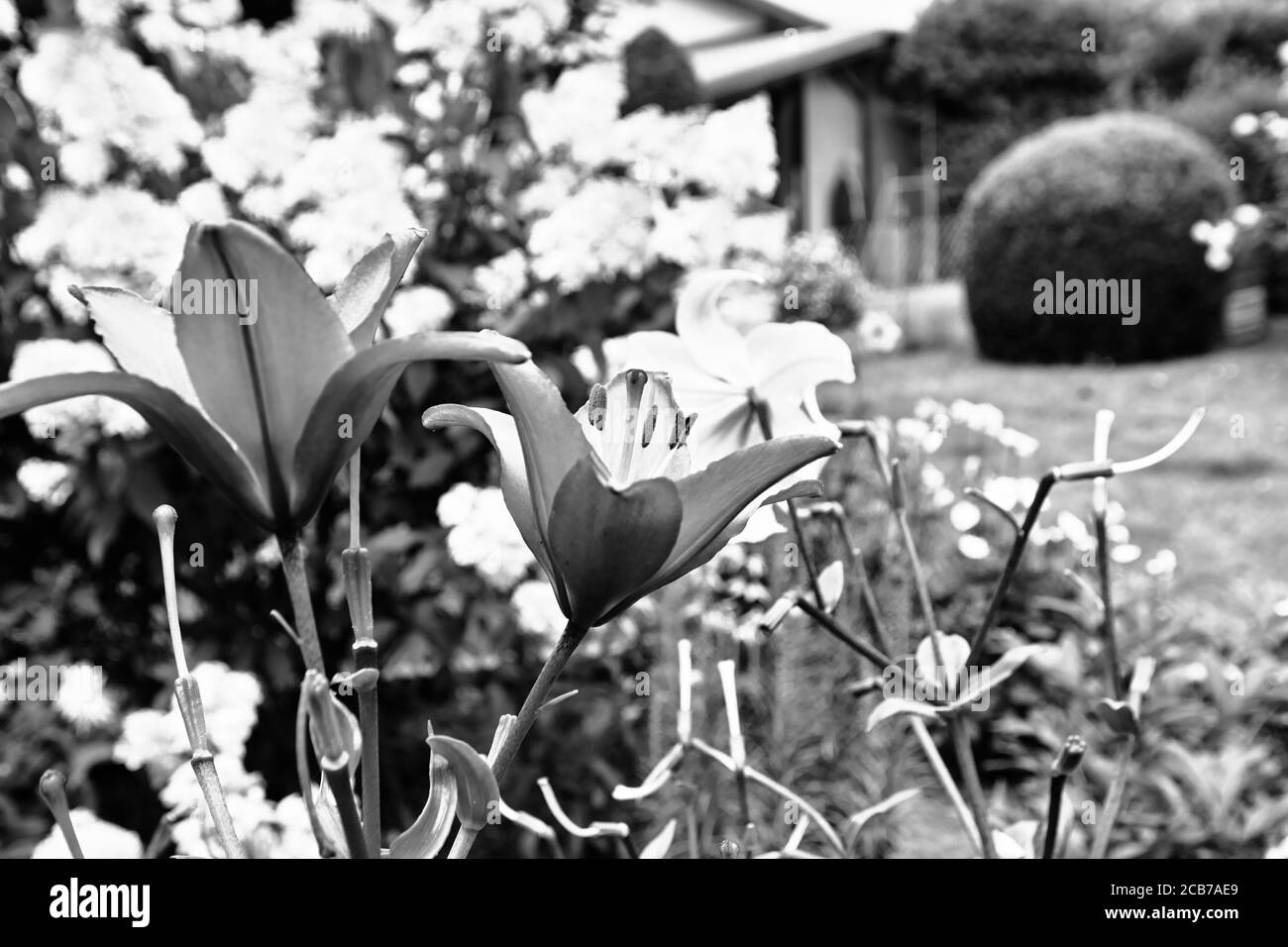 Beautiful nature view in Black and White Stock Photos & Images - Alamy