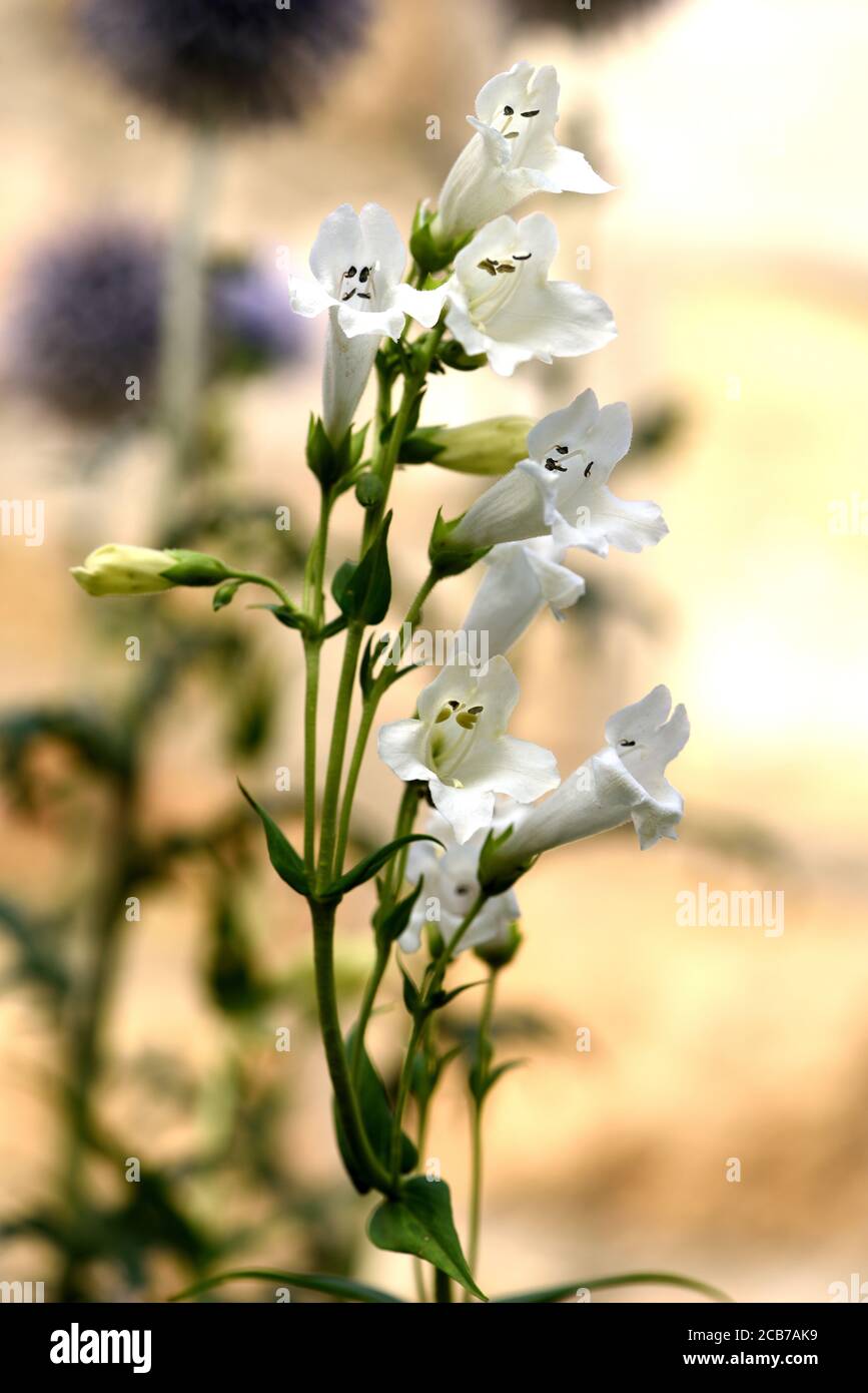 The white flowers of Penstemon Pensham Wedding Day Stock Photo - Alamy