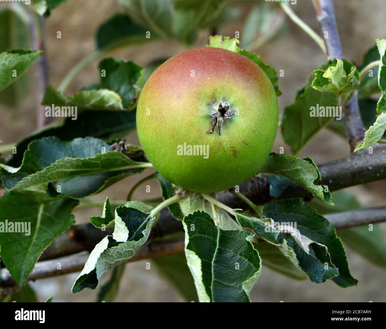 Jupiter tree hi-res stock photography and images - Alamy