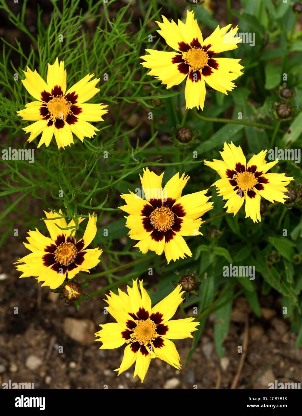 A cluster of yellow flowers of Coreopsis Sunkiss Stock Photo - Alamy