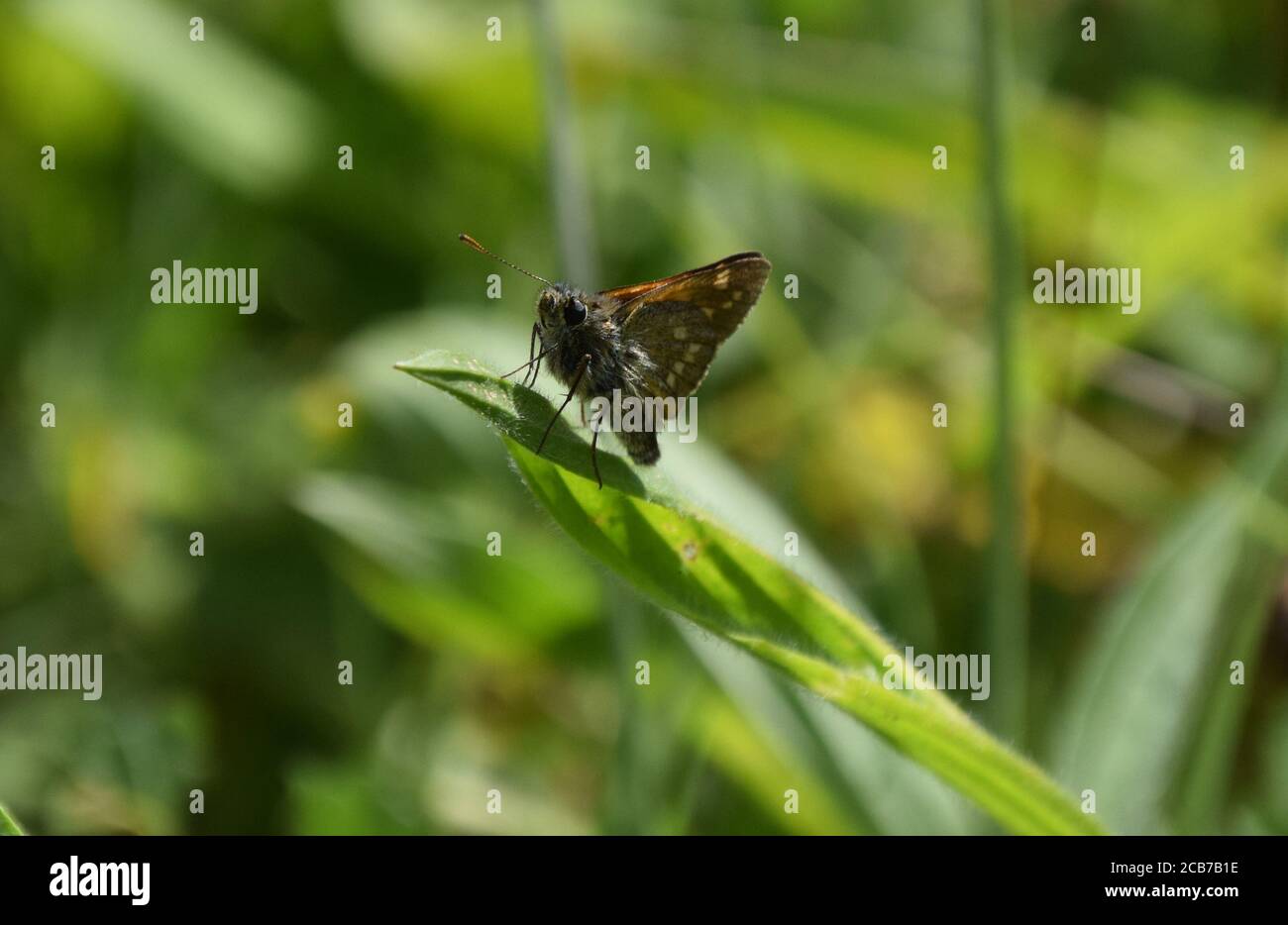 Large skipper wings together hi-res stock photography and images - Alamy