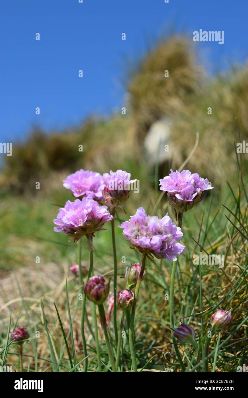 Cornish flowers hi-res stock photography and images - Alamy