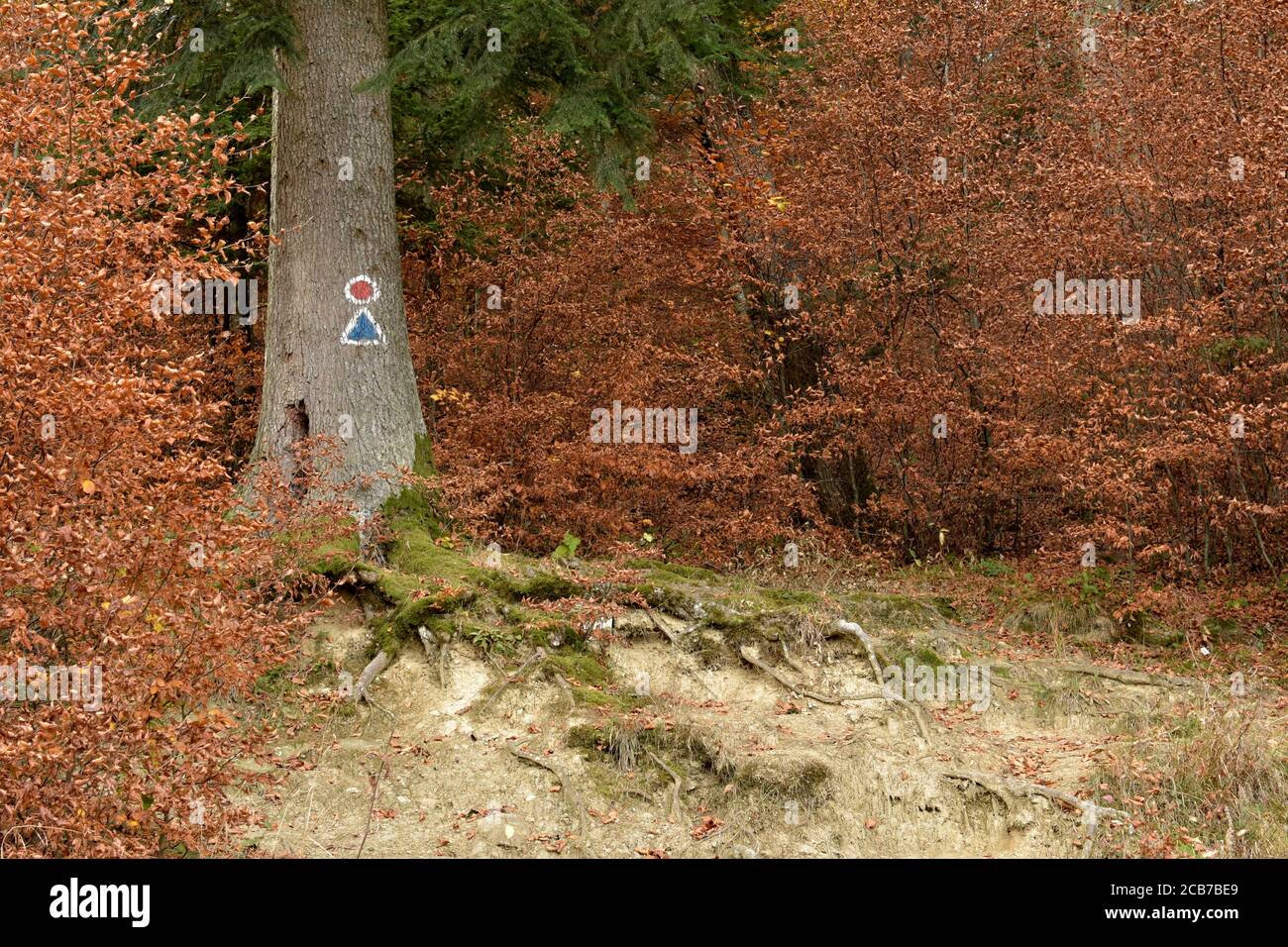 Tree trunk in the forest with trail signs painted on it Stock Photo - Alamy