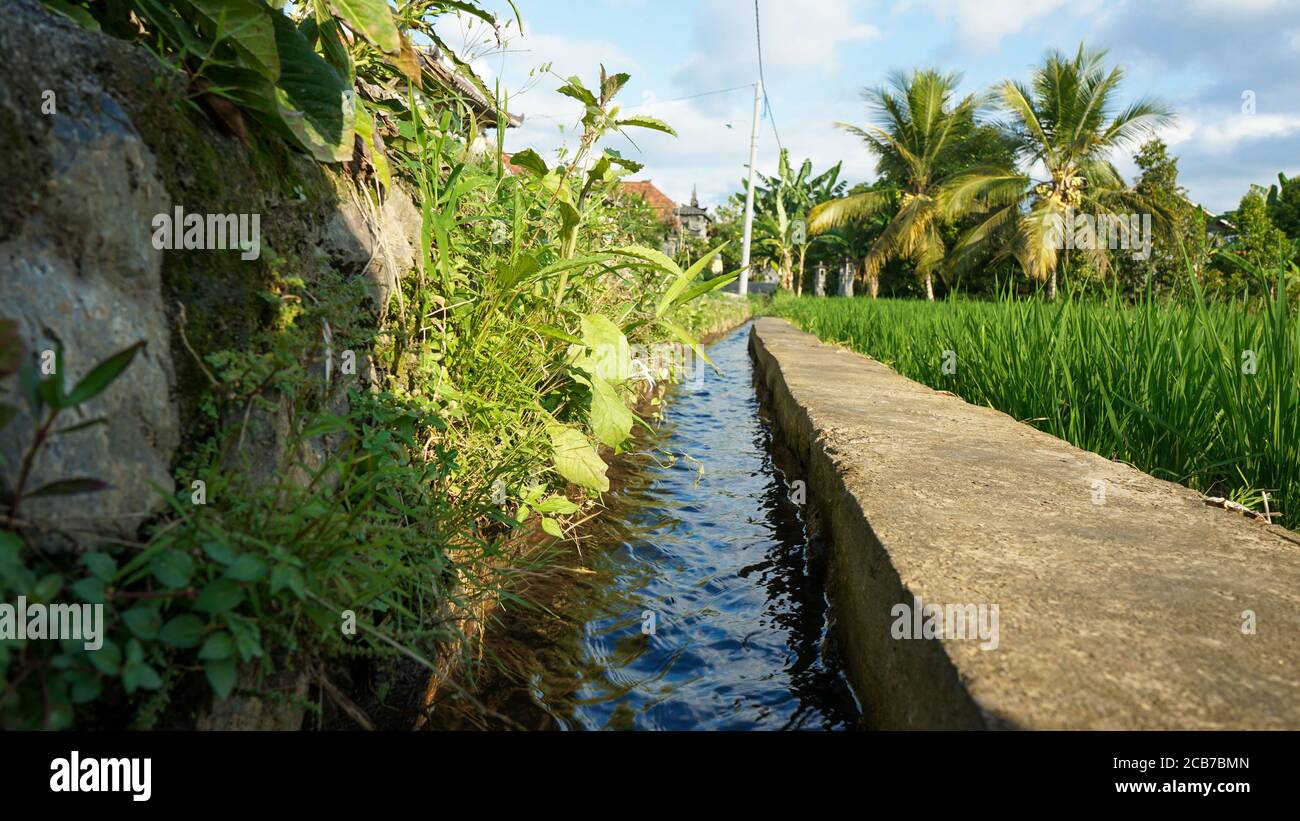Paddy fields water irrigation canal hi-res stock photography and images ...