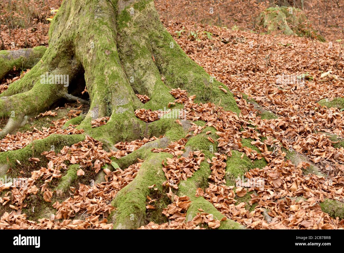 Tree roots full of moss, coming out of the ground in the forest with ...