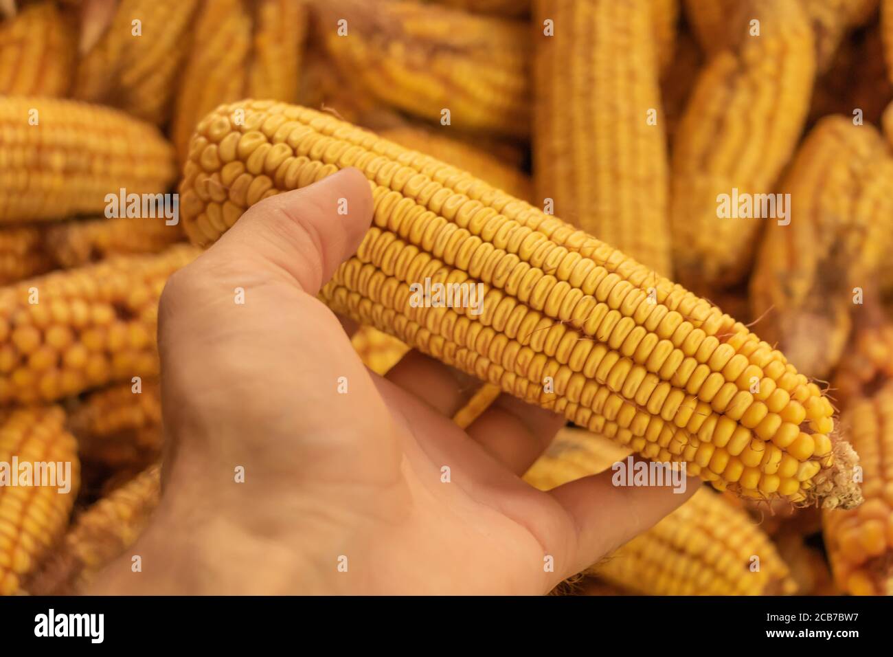 A corn in the farmer's hand. Harvest concept Stock Photo - Alamy