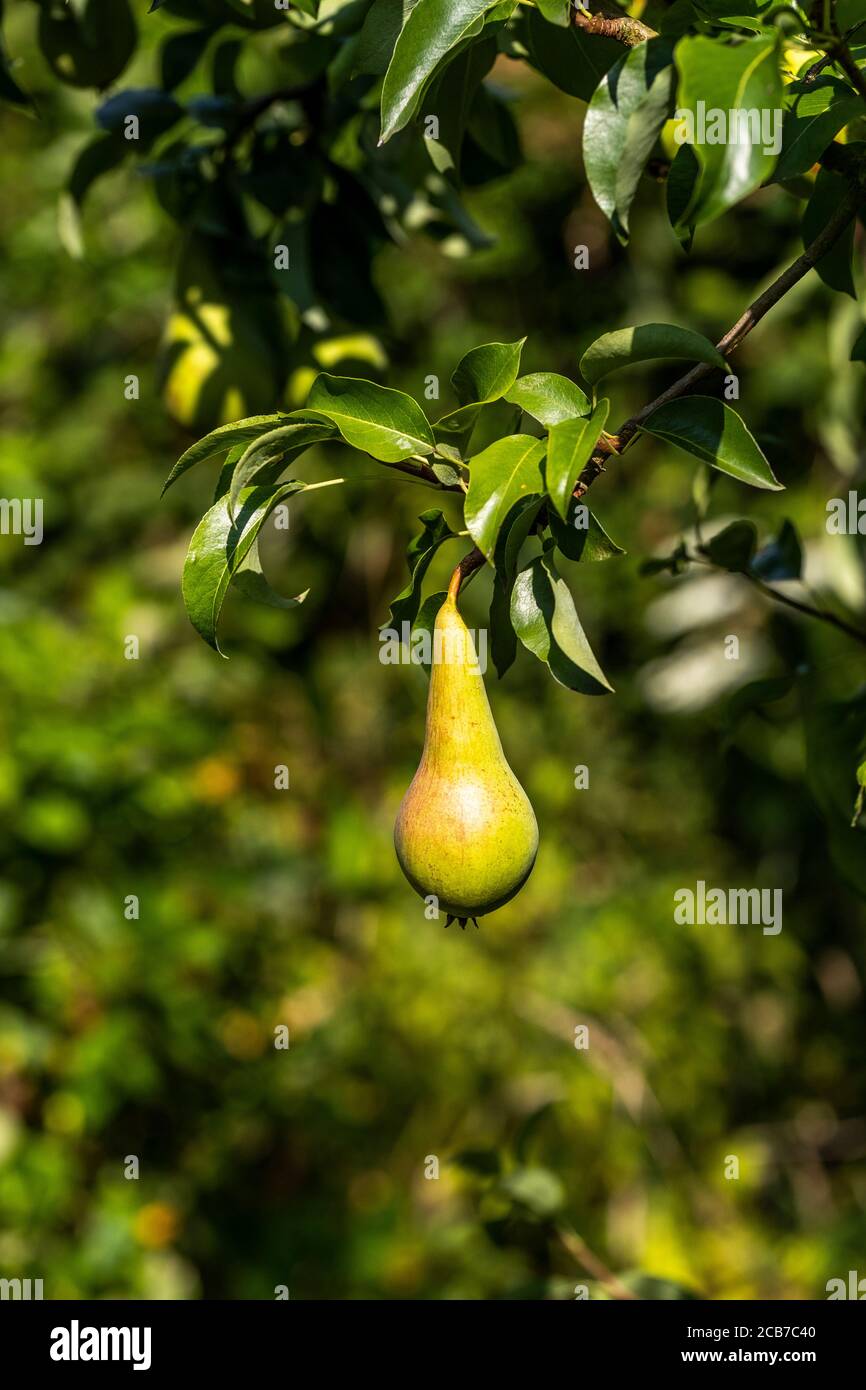 Good cooking pear hi-res stock photography and images - Alamy
