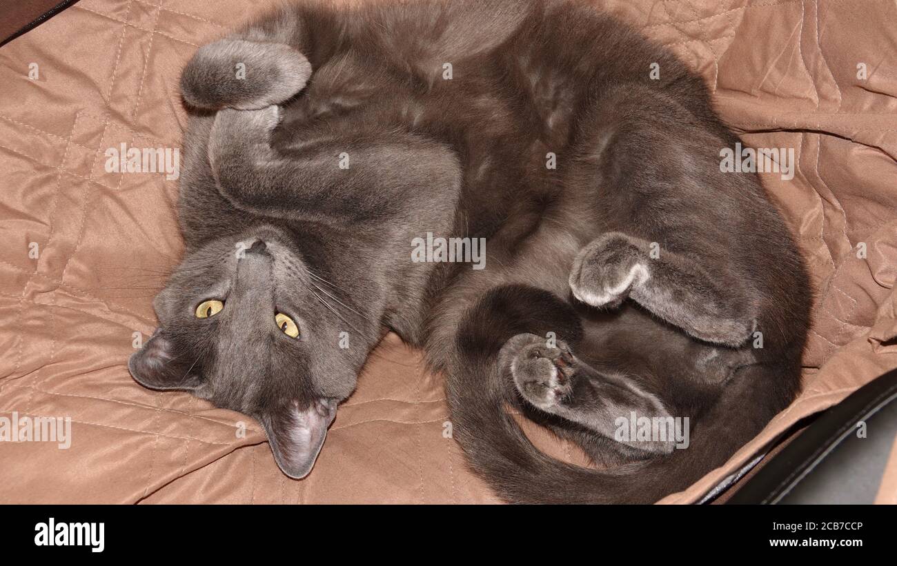 Top view of an adorable gray cat curled up in a funny position with all ...
