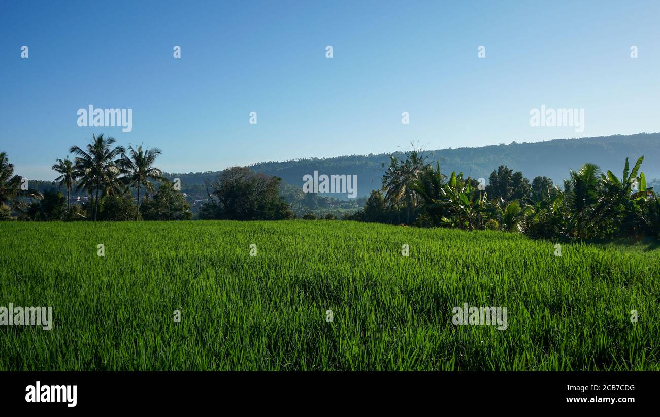 Natural scenery of rice fields in beautiful tropical countryside Stock ...