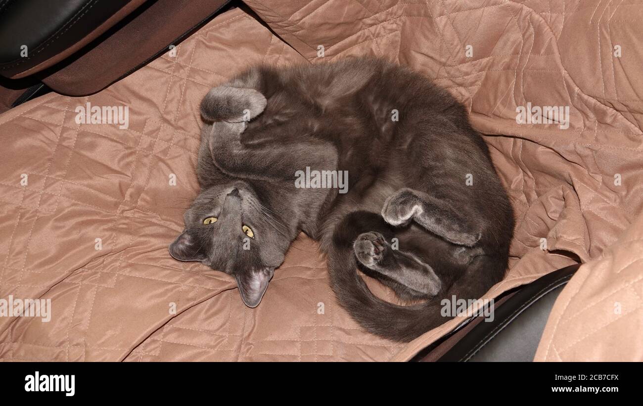 Top view of an adorable gray cat curled up in a funny position with all ...